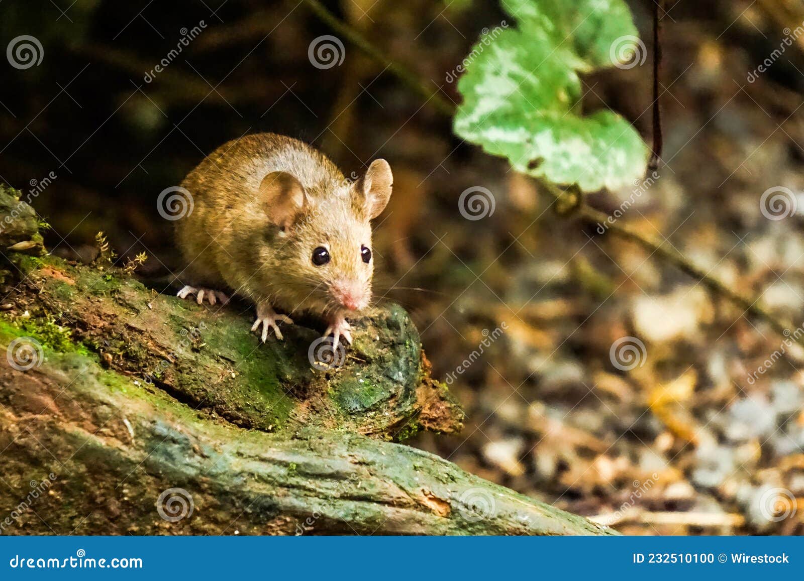 Closeup of a Small Mouse Wandering in the Forest Stock Photo - Image of ...