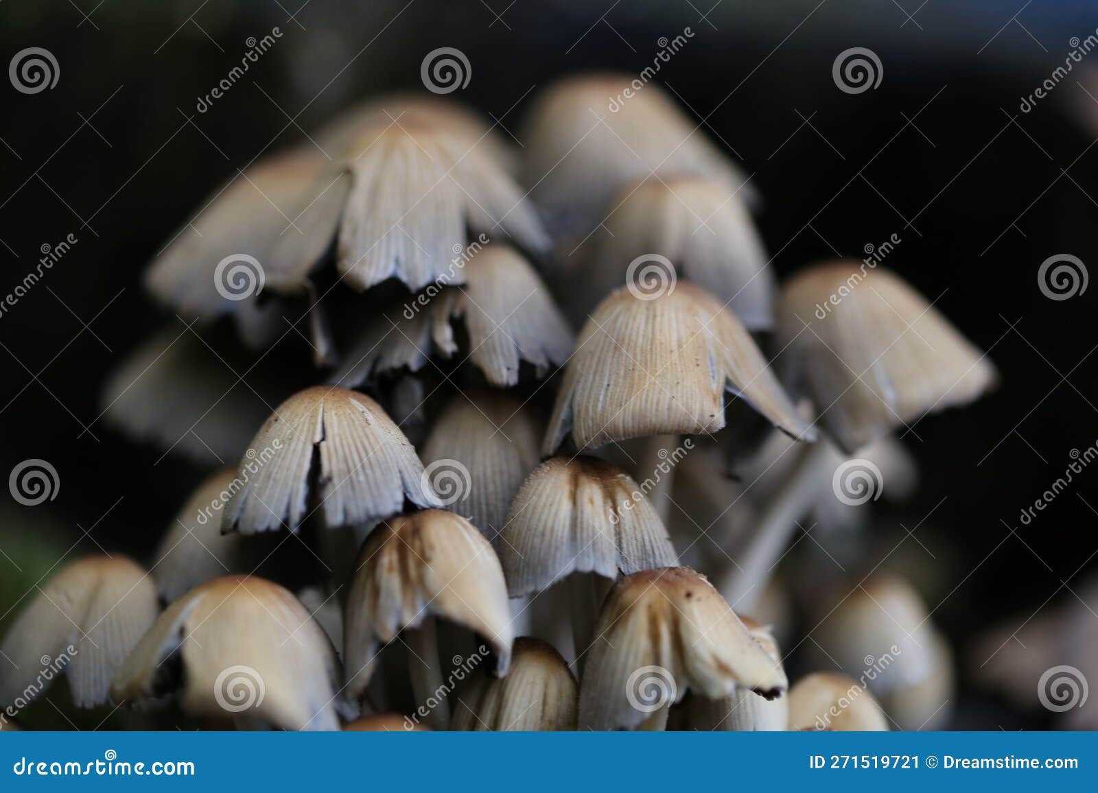 Closeup of Small Mushrooms Toadstools Growing in the Forest Stock Image ...