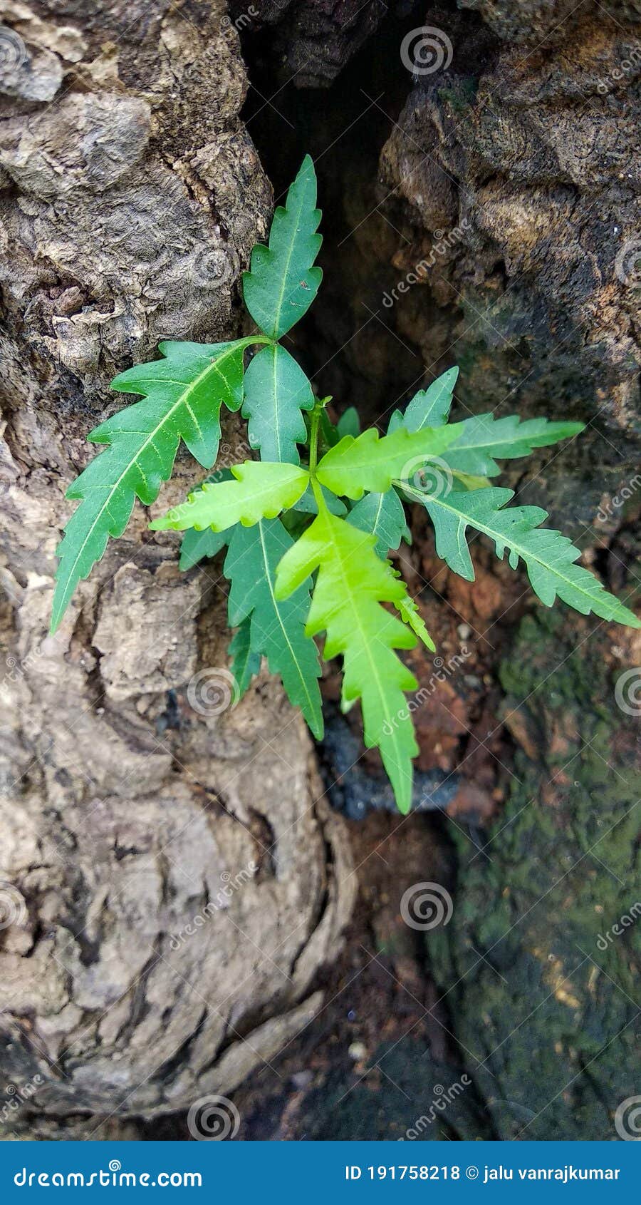 Closeup of a Small Neem Tree Stock Photo - Image of neem, green: 191758218