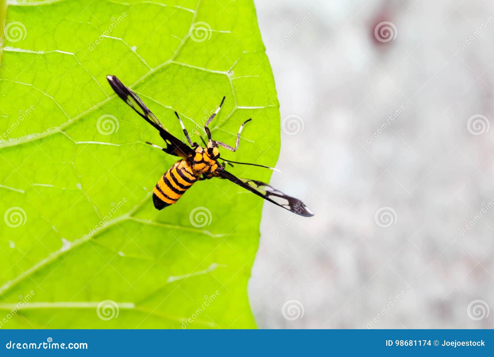 Closeup of Small Orange Insect Under Green Leaf Stock Photo - Image of ...