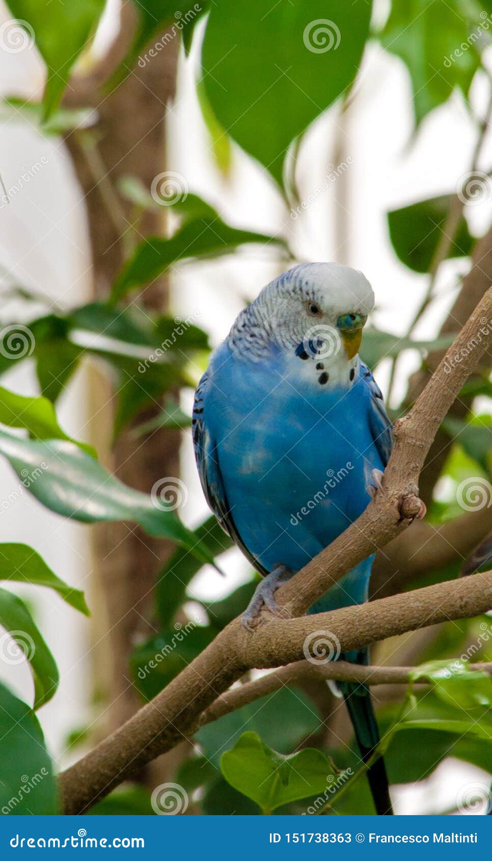 Closeup on small parrot stock image. Image of parrot - 151738363