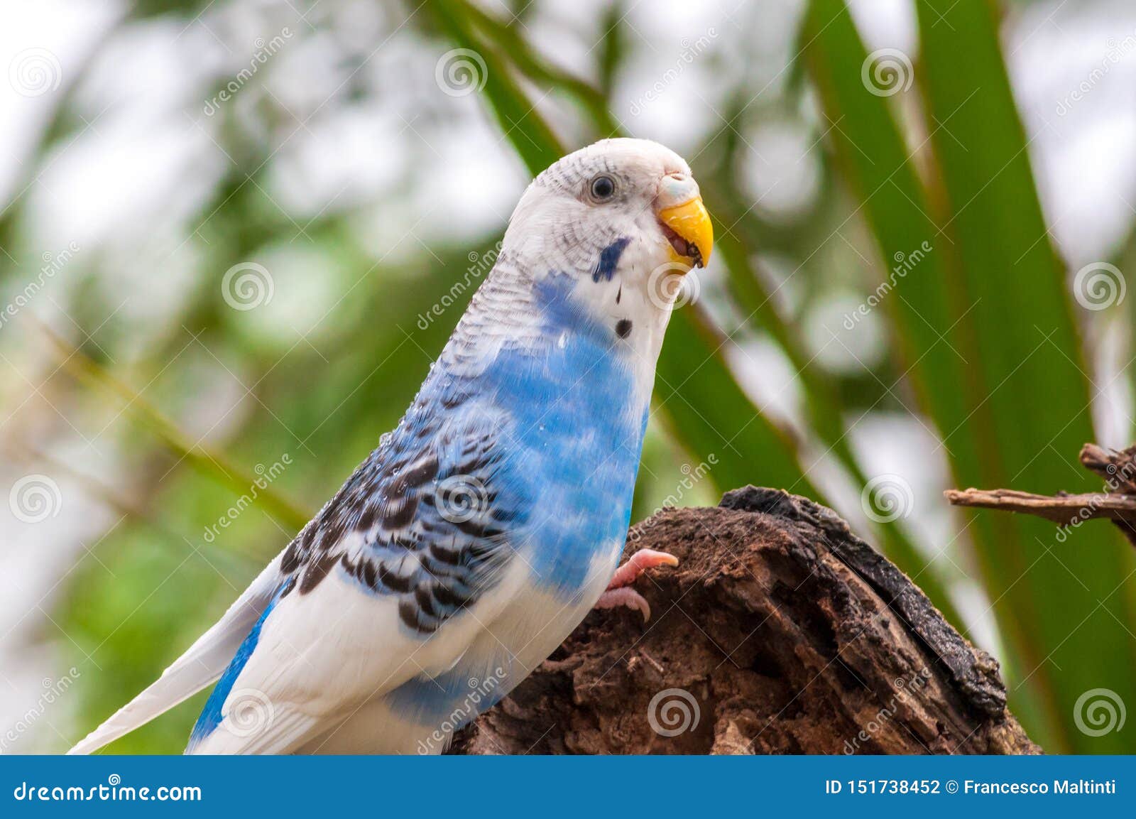 Closeup on small parrot stock photo. Image of bird, parrot - 151738452