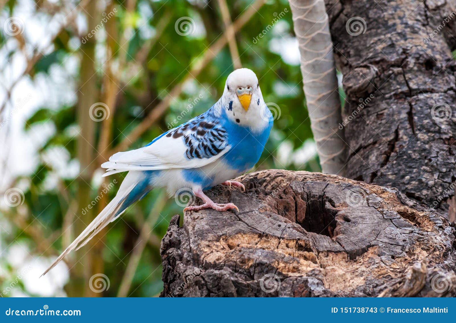 Closeup on small parrot stock image. Image of colorful - 151738743