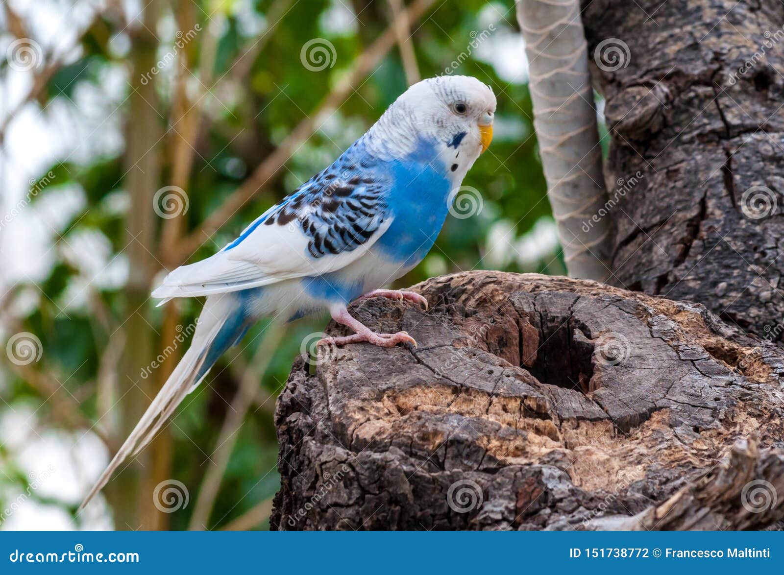 Closeup on small parrot stock photo. Image of white - 151738772