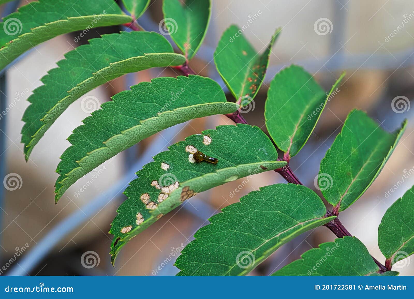 A Pear Slug Or Cherry Slug Is The Larva Of The Sawfly, Caliroa Cerasi ...