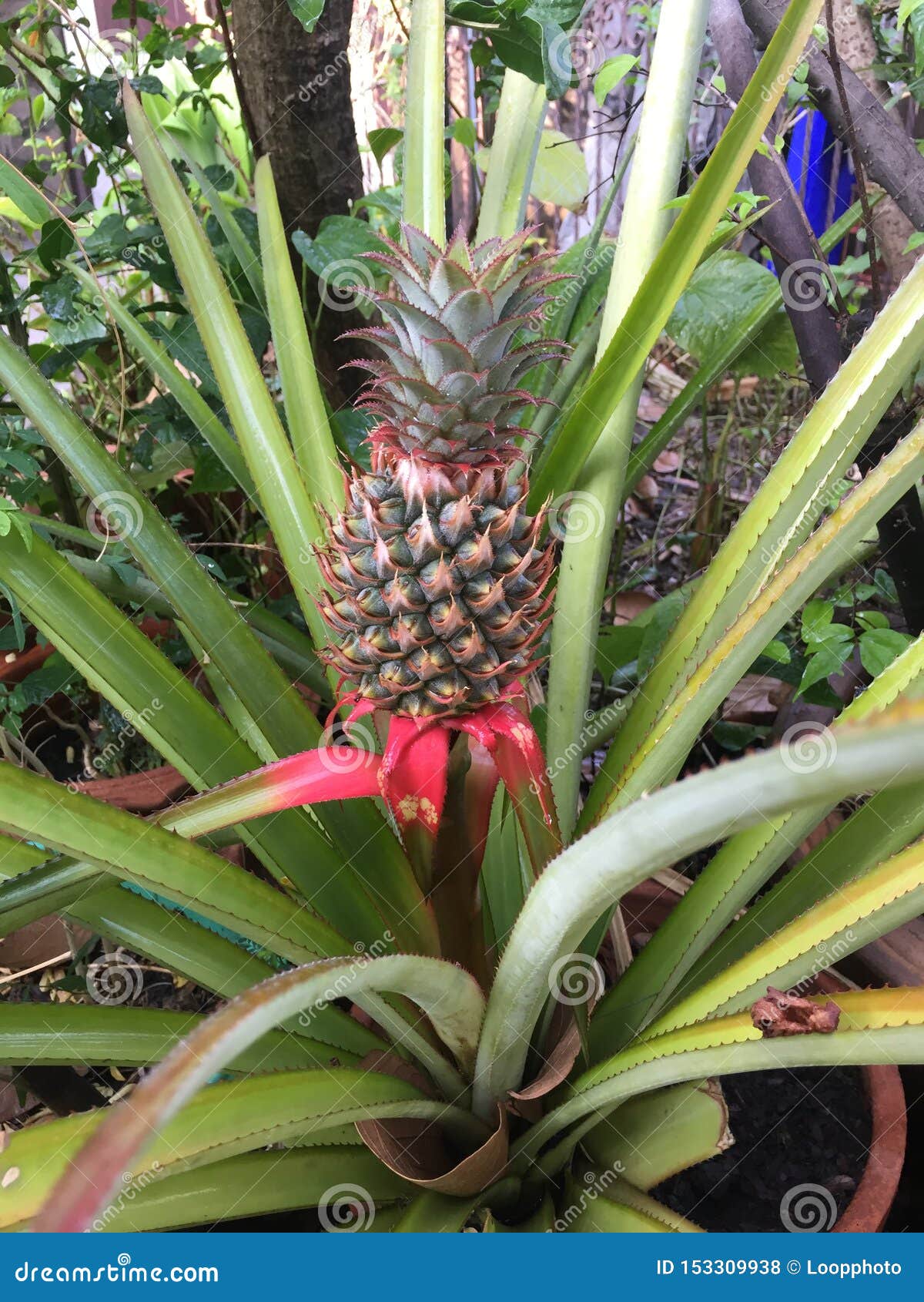 Small pineapple in garden. stock photo. Image of pineapple - 153309938