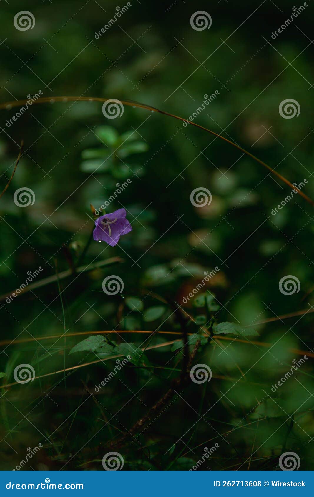 Closeup of a Small Purple Flower in a Garden Stock Photo - Image of ...