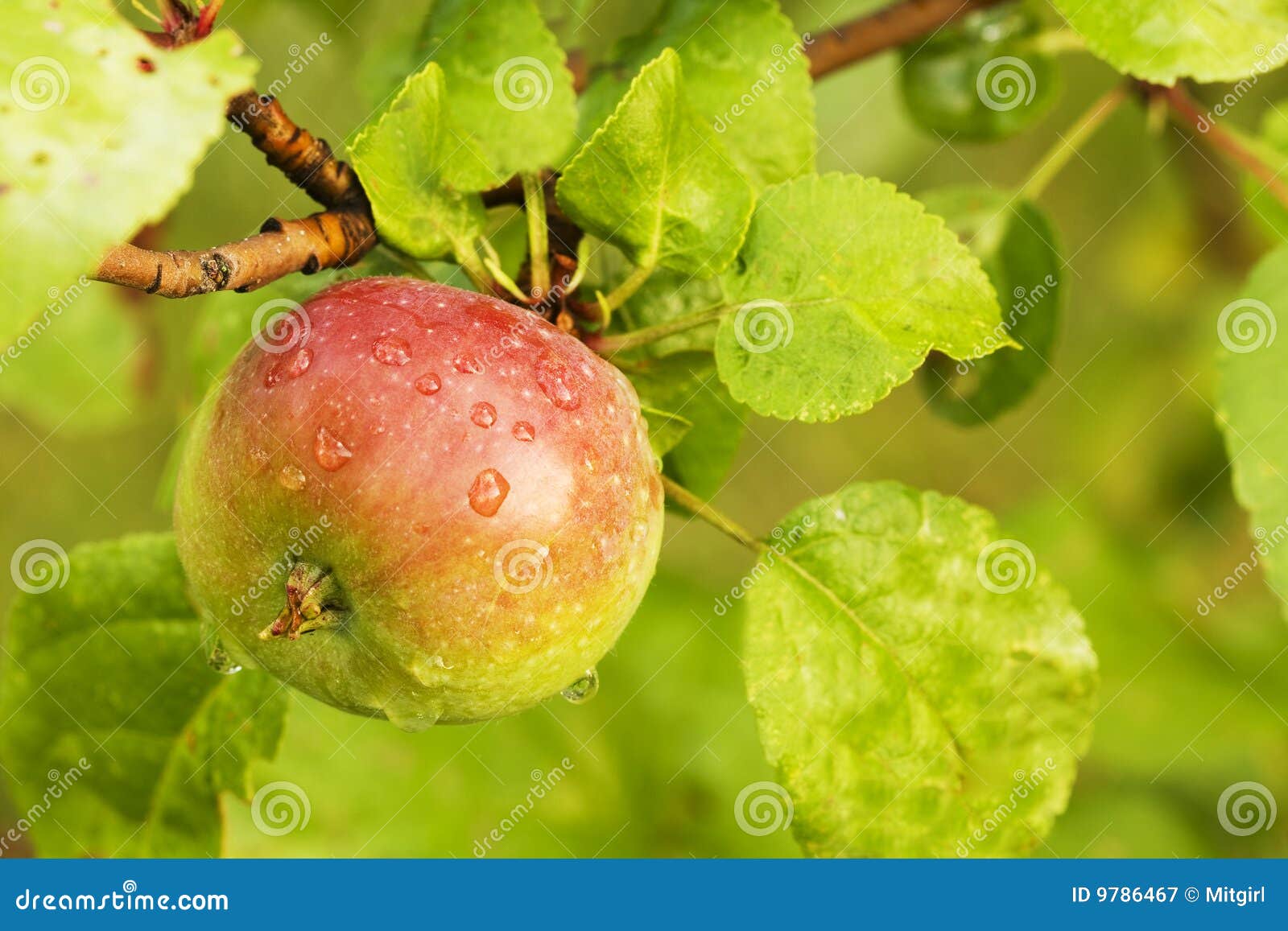 Closeup of a Small Red Apple on Tree Stock Image - Image of closeup ...