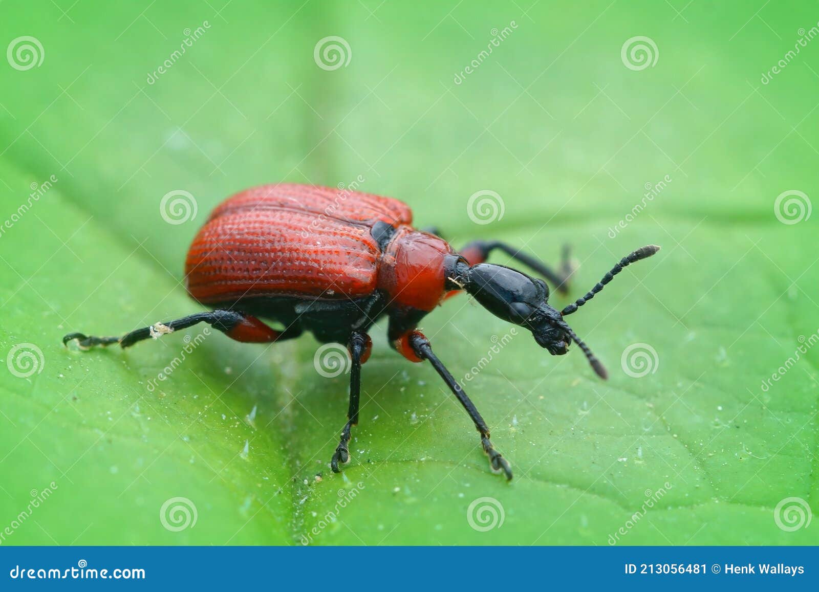 Closeup of a Small Red Colorful Weevil , Apoderus Coryli , on a Green ...