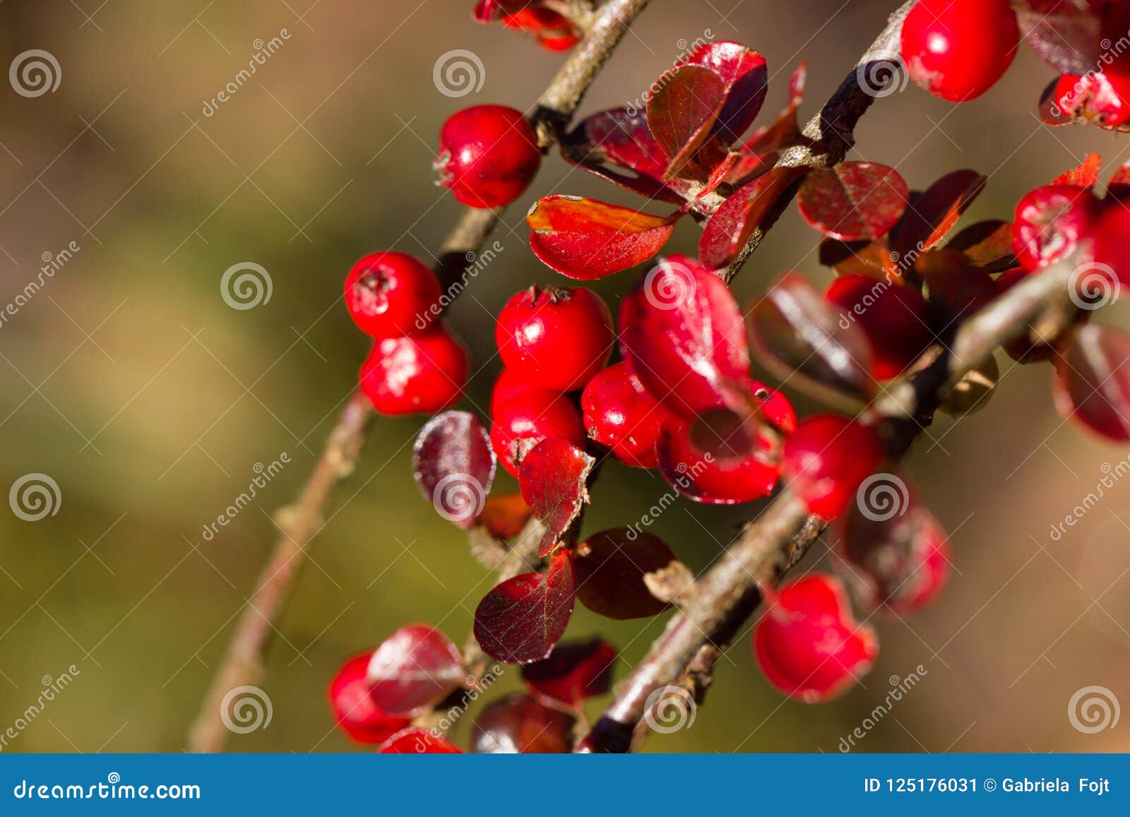 Closeup Small Red Fruit stock image. Image of fruit - 125176031