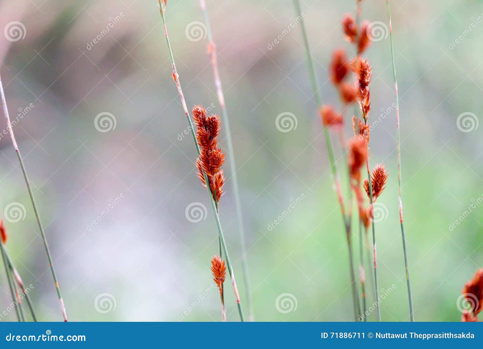 Closeup Small Red Grass Flowers Stock Image - Image of flower, closeup ...