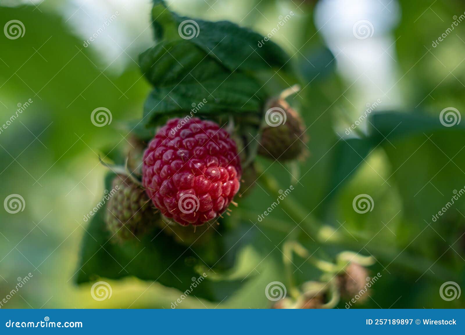 Closeup of a Small Red Raspberry Growing on a Branch in a Garden on a ...