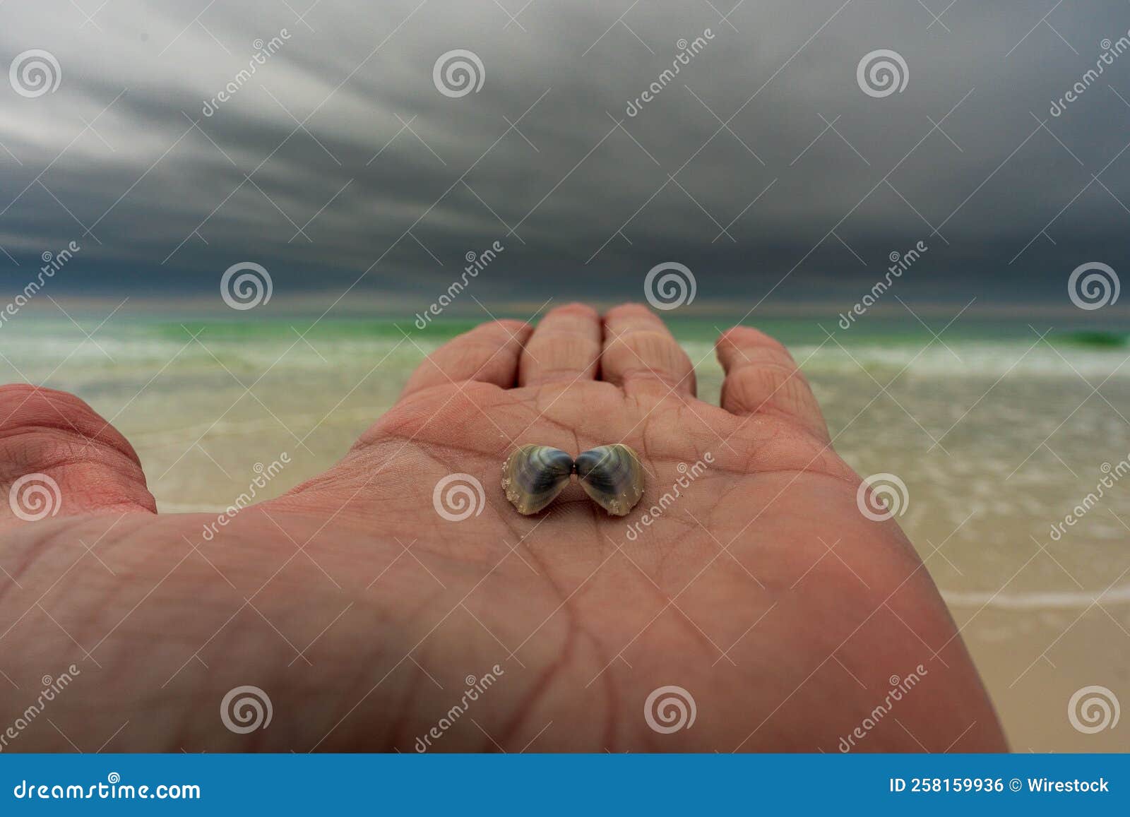 Closeup of Small Shells in a Human Hand Palm Stock Photo - Image of ...