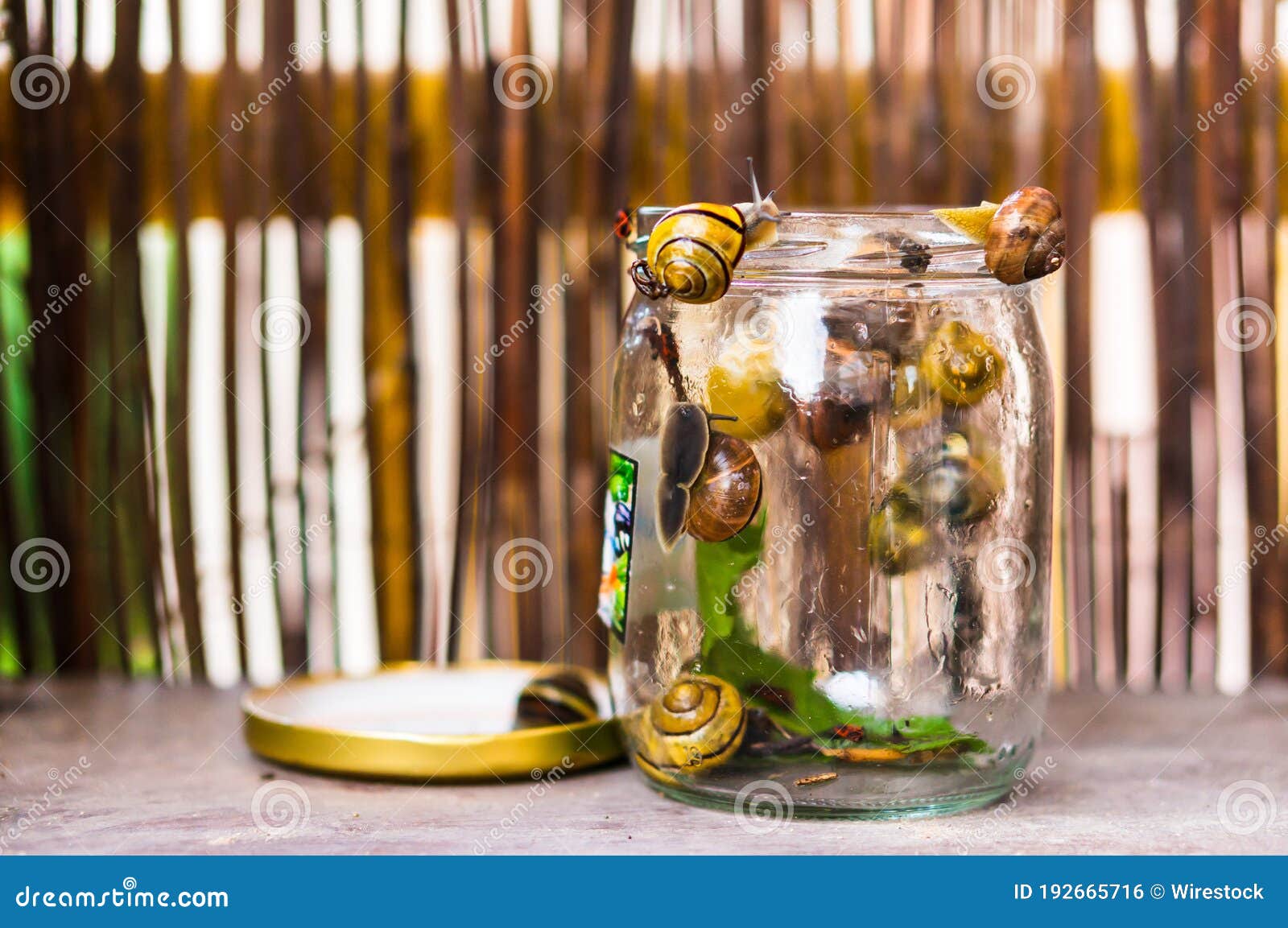 Closeup of Small Snails in a Jar on the Table Under the Lights with a ...