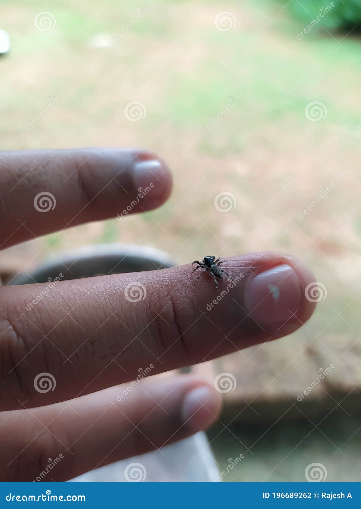 Spider On Finger Royalty-Free Stock Photography | CartoonDealer.com ...