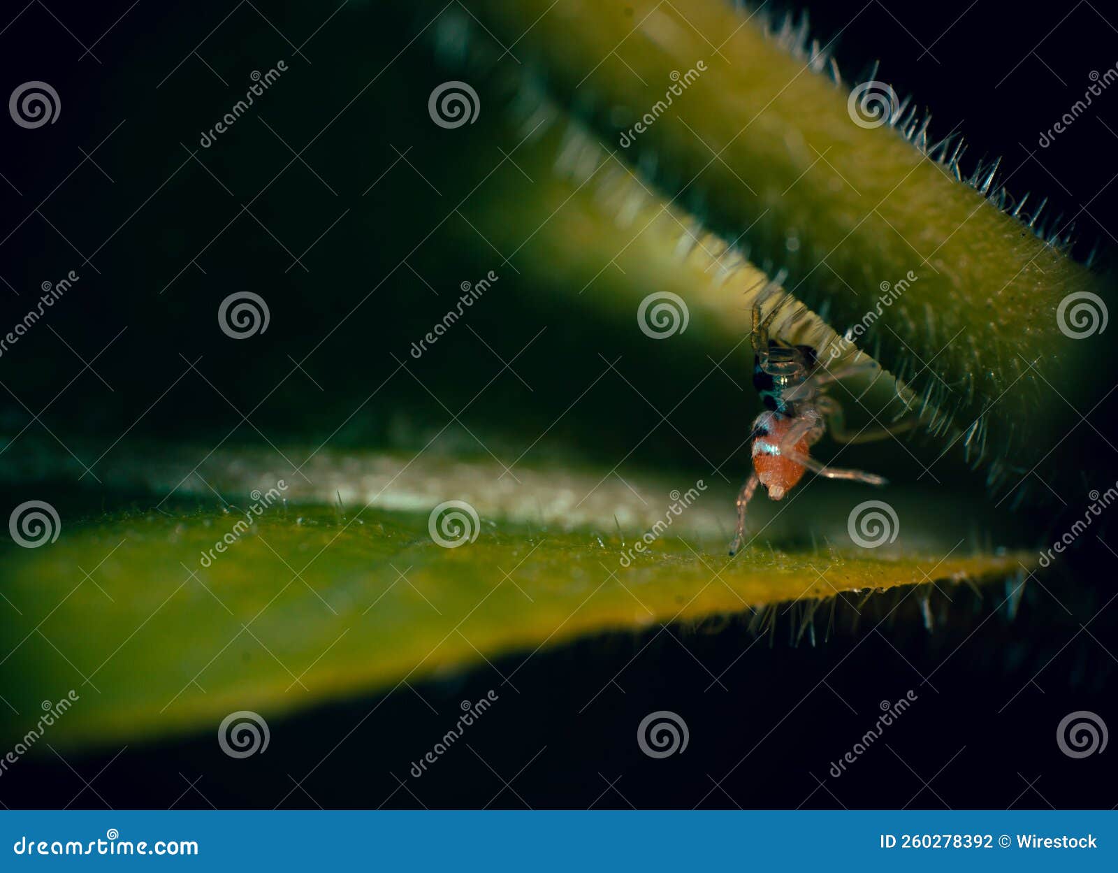 Closeup of a Small Spider on a Plant Stock Photo - Image of spider ...