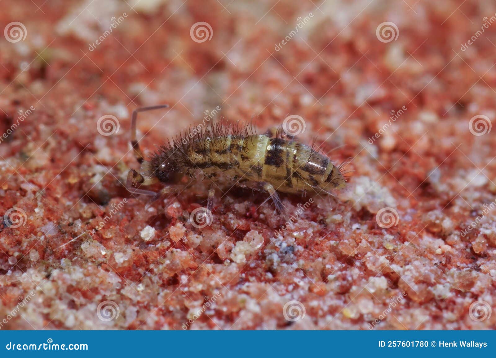 Closeup on a Small Springtail, Orchesella Cincta, Sitting on a Red ...