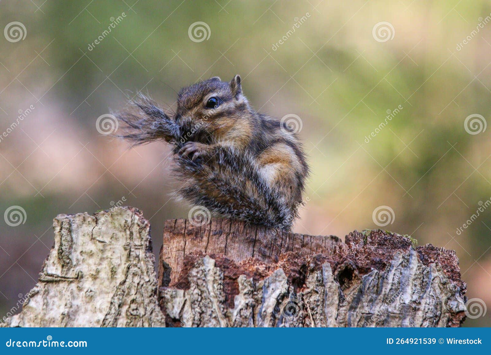 Closeup of a Small Squirrel Cleaning Its Tail while Sitting on a Cut ...