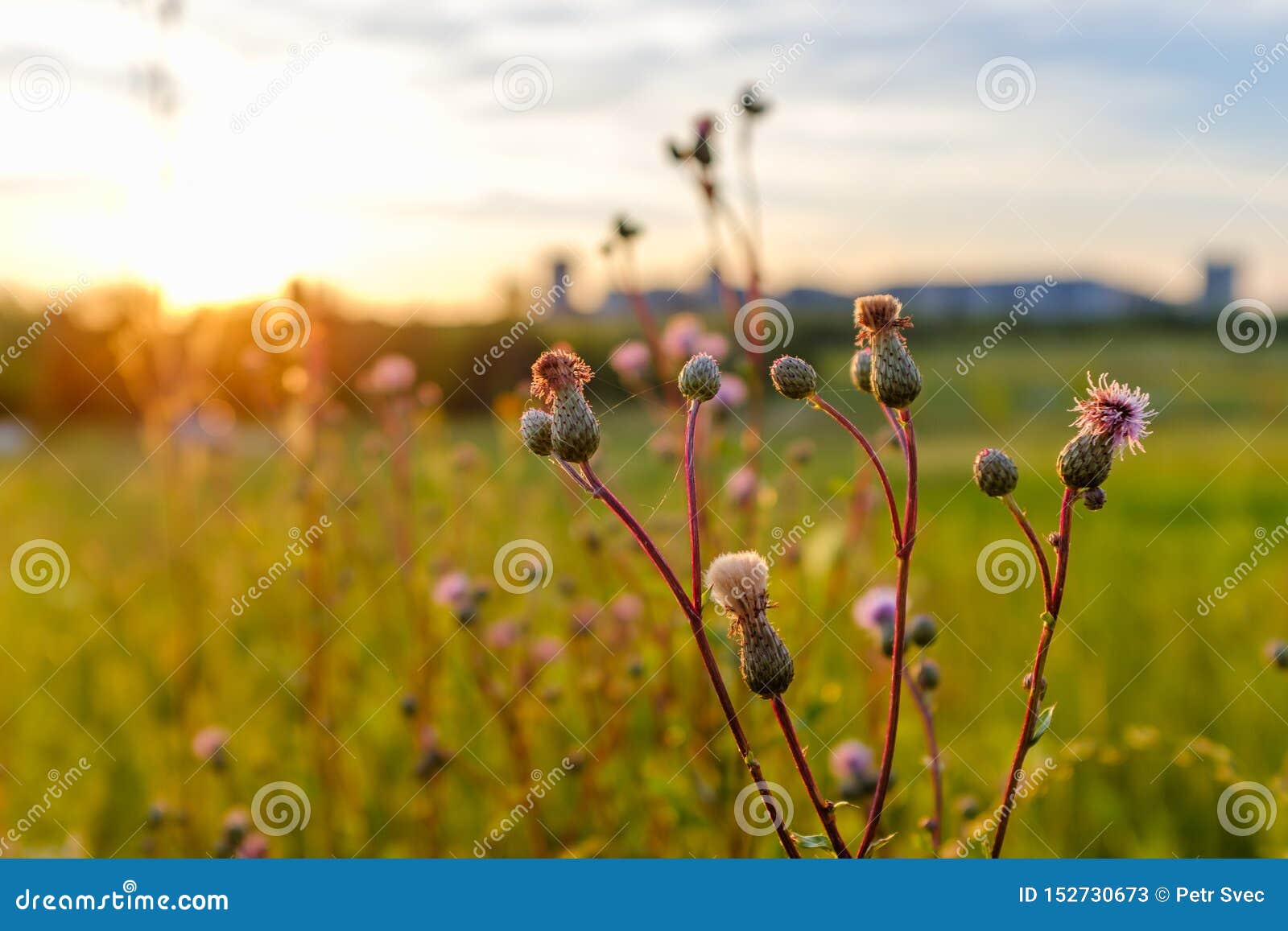 Closeup of a small thistle stock image. Image of nature - 152730673