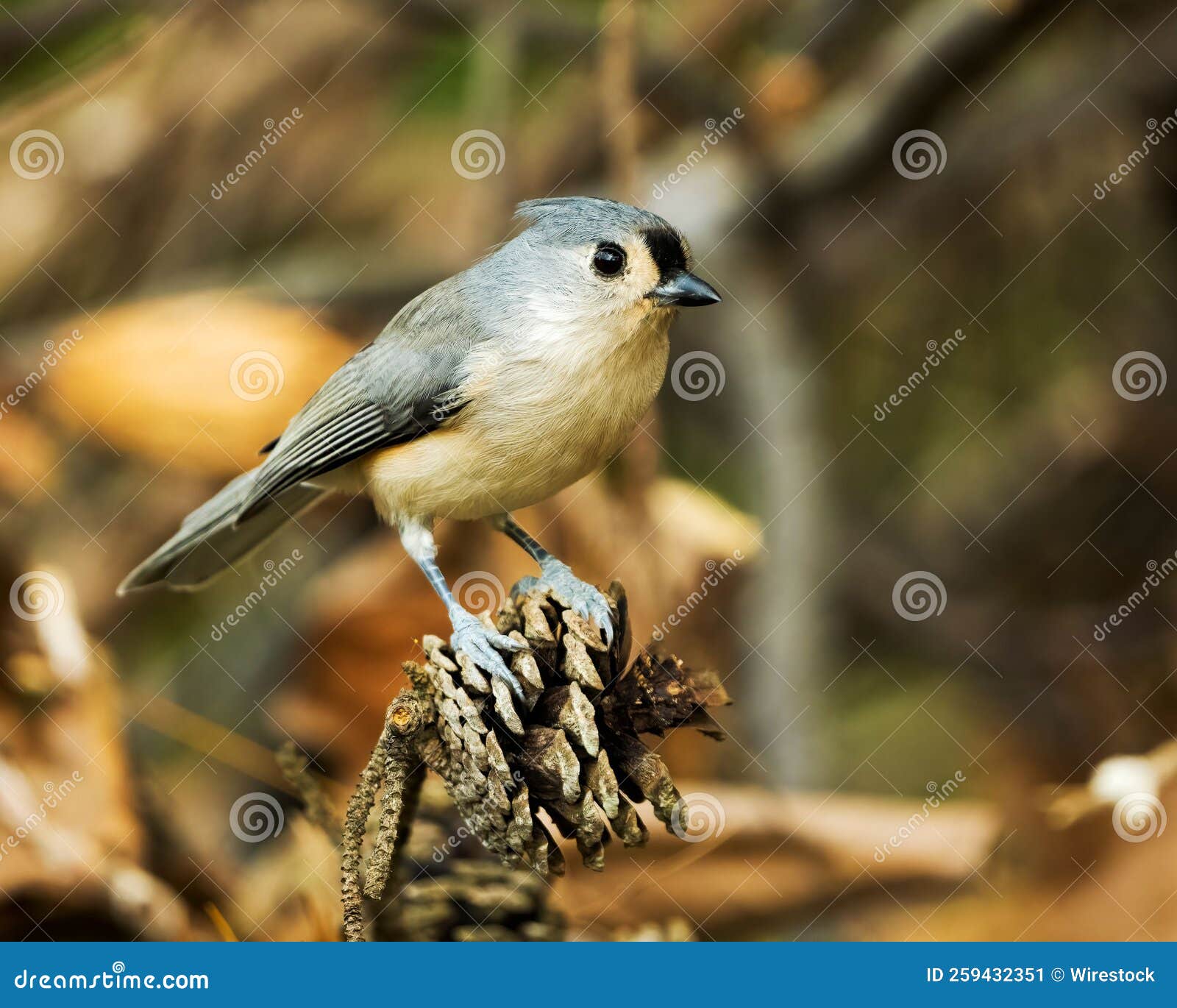Closeup of a Small Tufted Titmouse Bird Perched on a Pinecone Stock ...