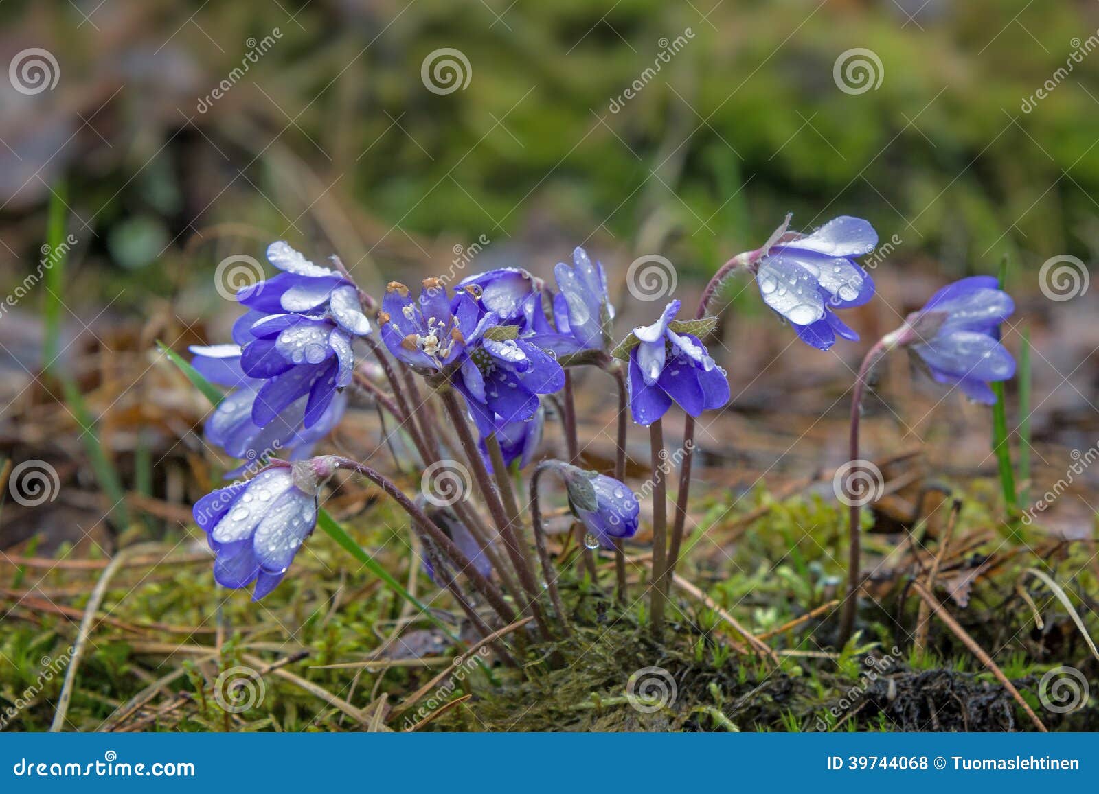 Closeup of Small and Wet Anemone Hepatica Flowers Stock Photo - Image ...