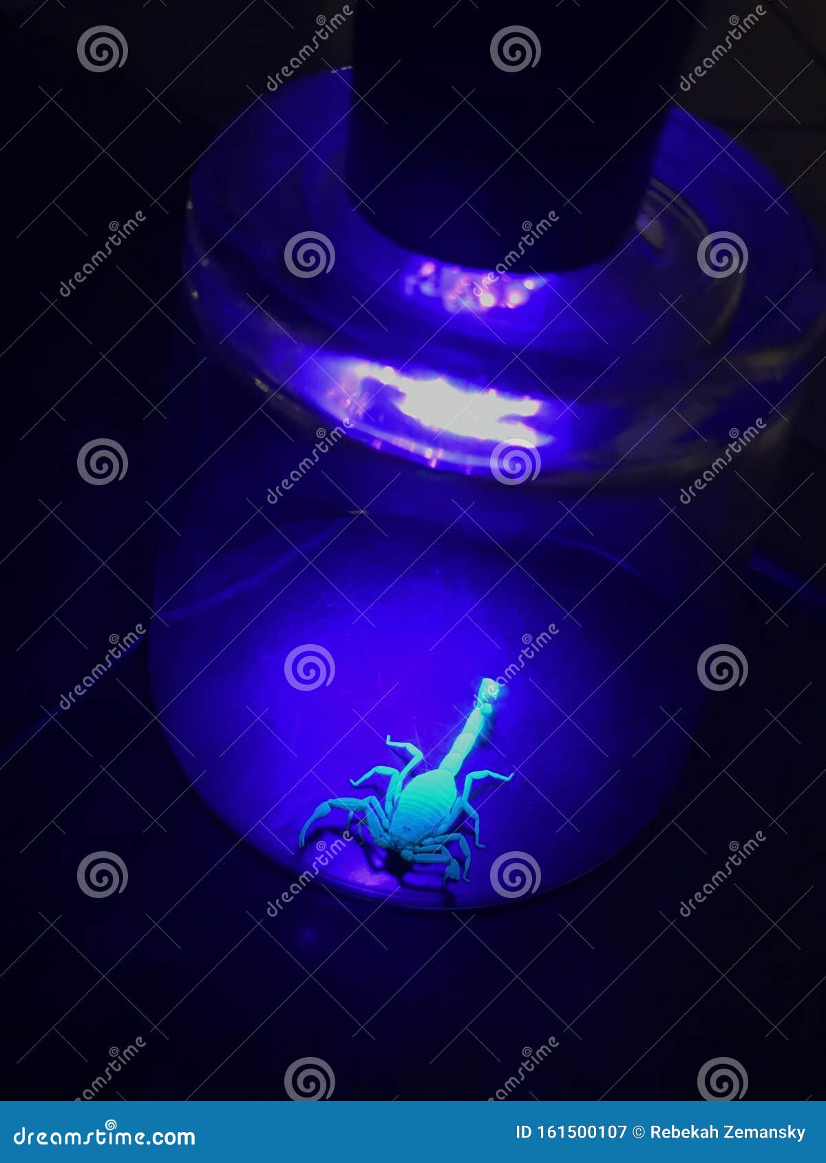 Ultraviolet scorpion 9196 stock image. Image of blends - 161500107