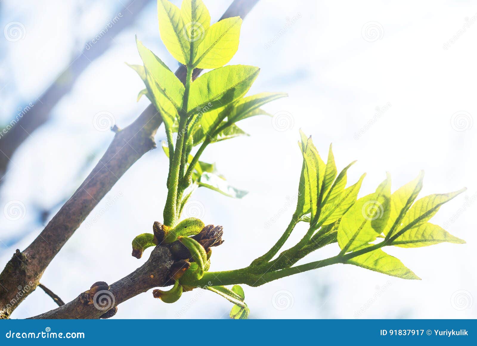 Closeup Small Young Tree Branch Stock Image - Image of blue, macro ...
