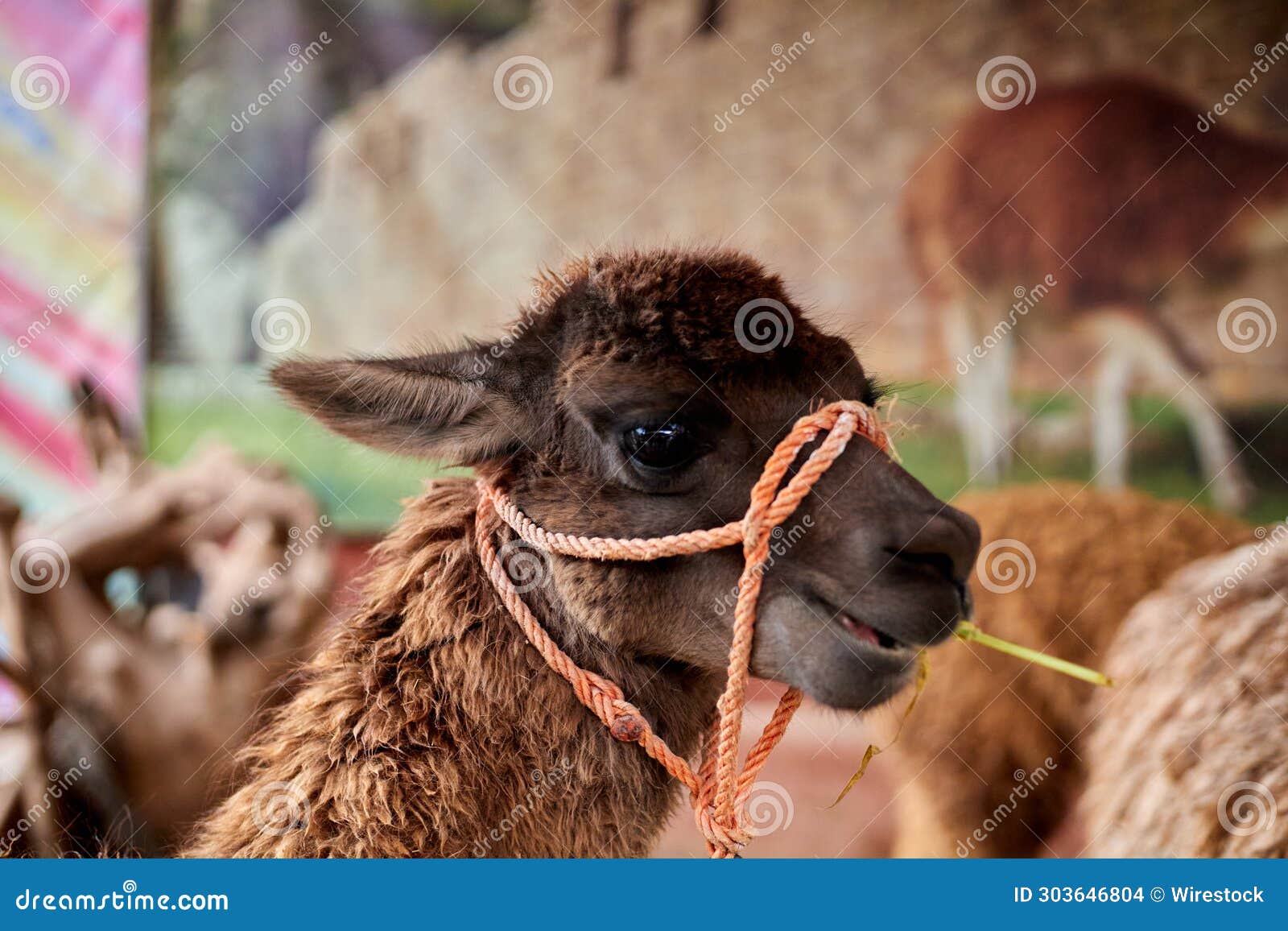 Smiling Llama Royalty-Free Stock Photo | CartoonDealer.com #349095