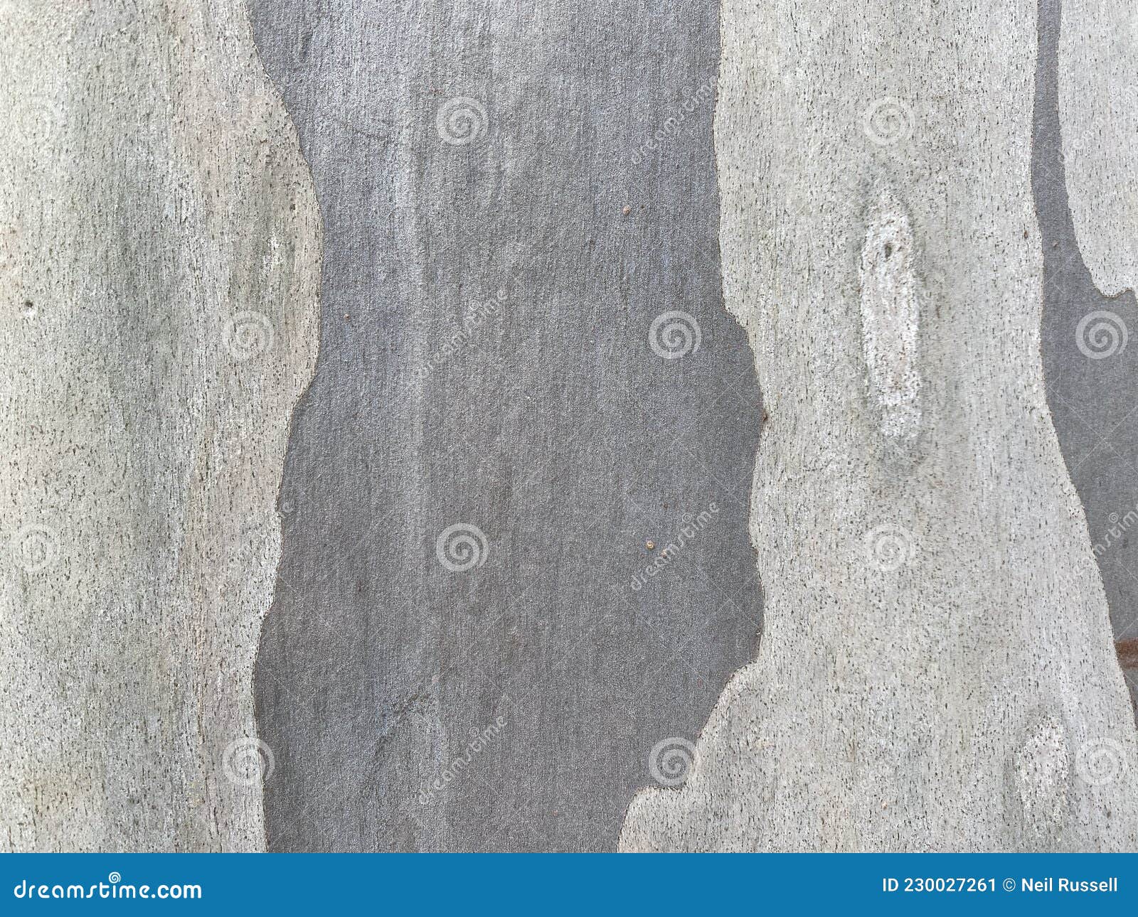 Closeup of Smooth Tree Bark Stock Image - Image of texture, details ...