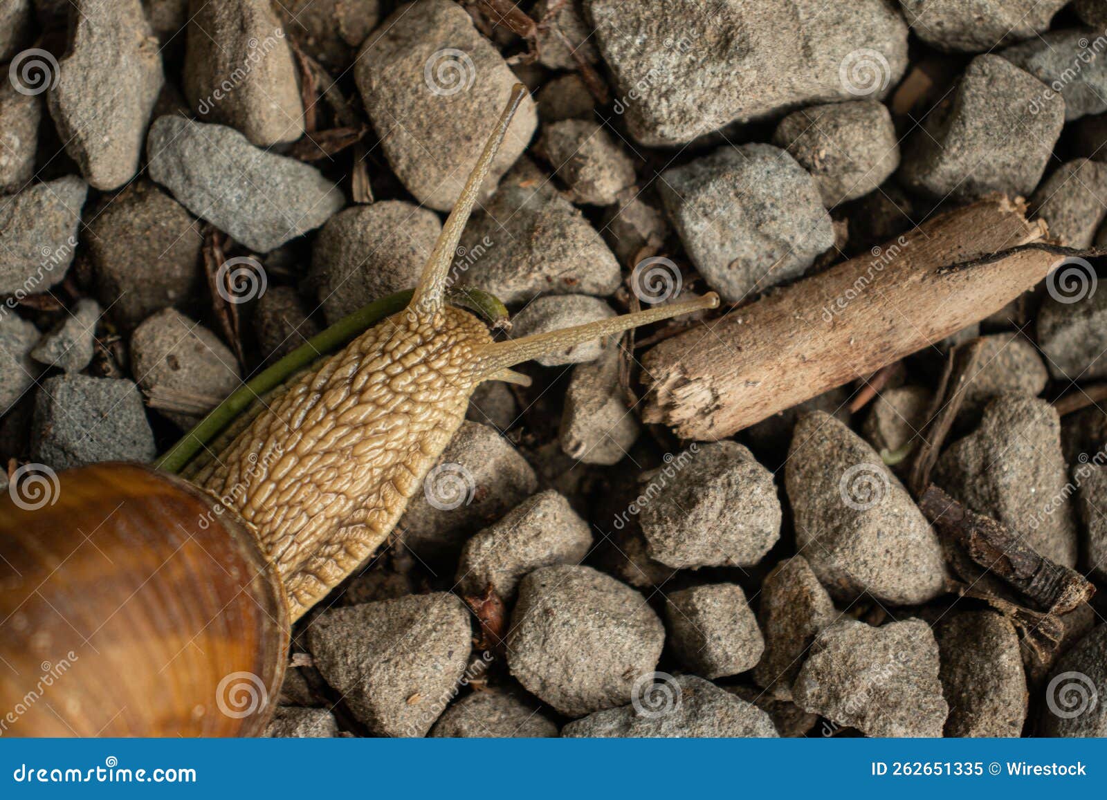 Closeup Snail Crawling on Rocks Stock Image - Image of mollusk, nature ...