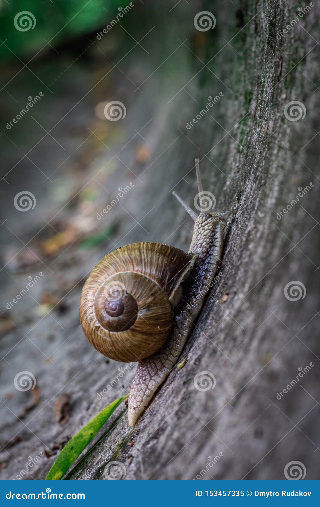 Closeup Snail Crawling in the Stone Drain Stock Image - Image of ...