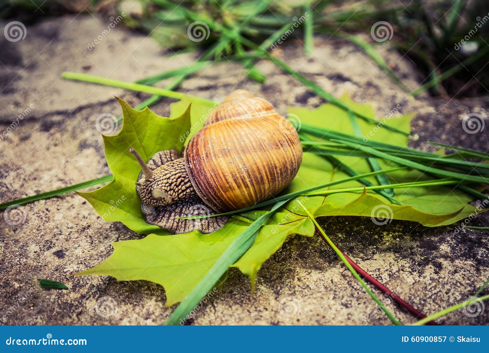 Closeup Snail in the Garden Stock Image - Image of closeup, healthy ...