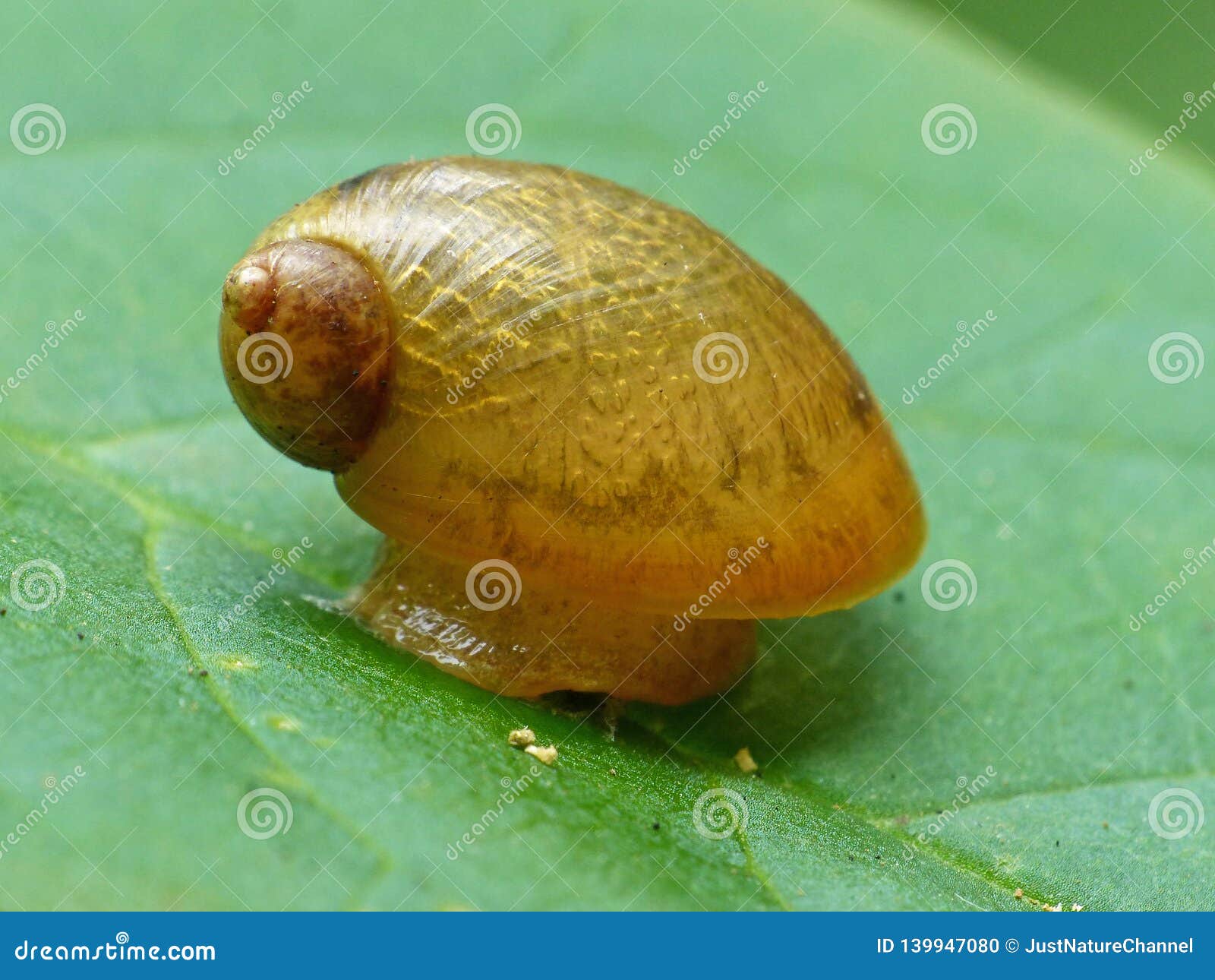Snail on a Leaf stock photo. Image of snail, leaf, closeup - 139947080