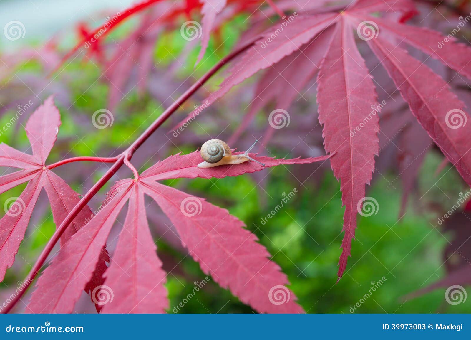 Closeup of Snail on Maple Tree in the Garden Stock Image - Image of ...