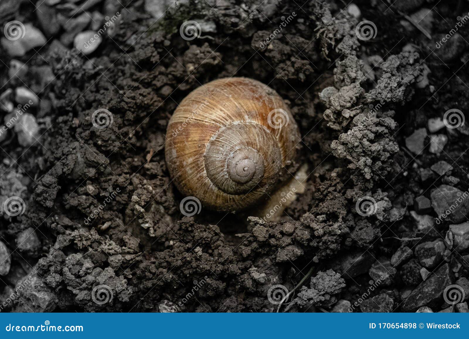 Closeup of a Snail Shell on the Ground Surrounded by Small Rocks Under ...