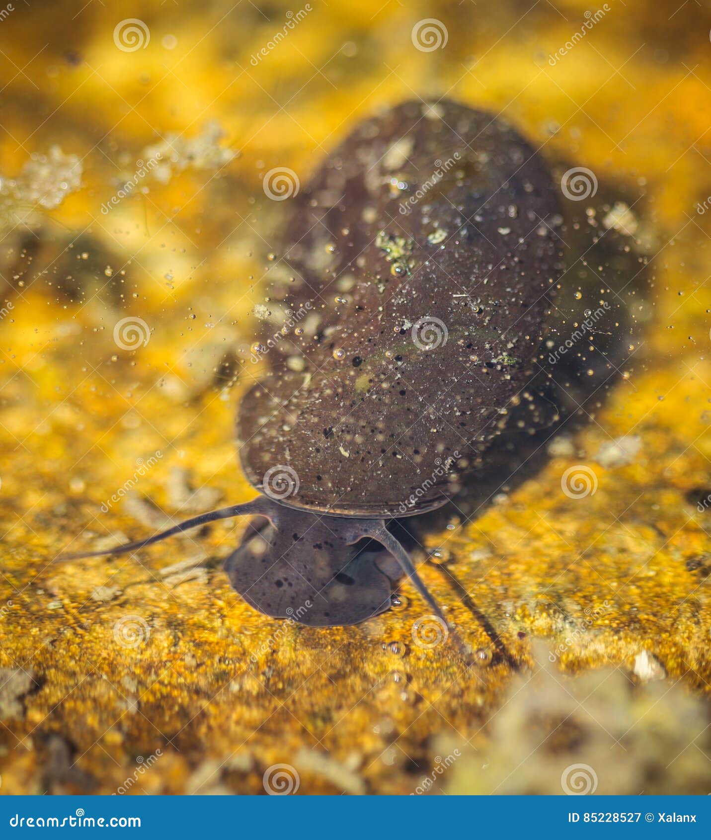 Closeup of a Snail in a Swamp Stock Image - Image of macro, underwater ...