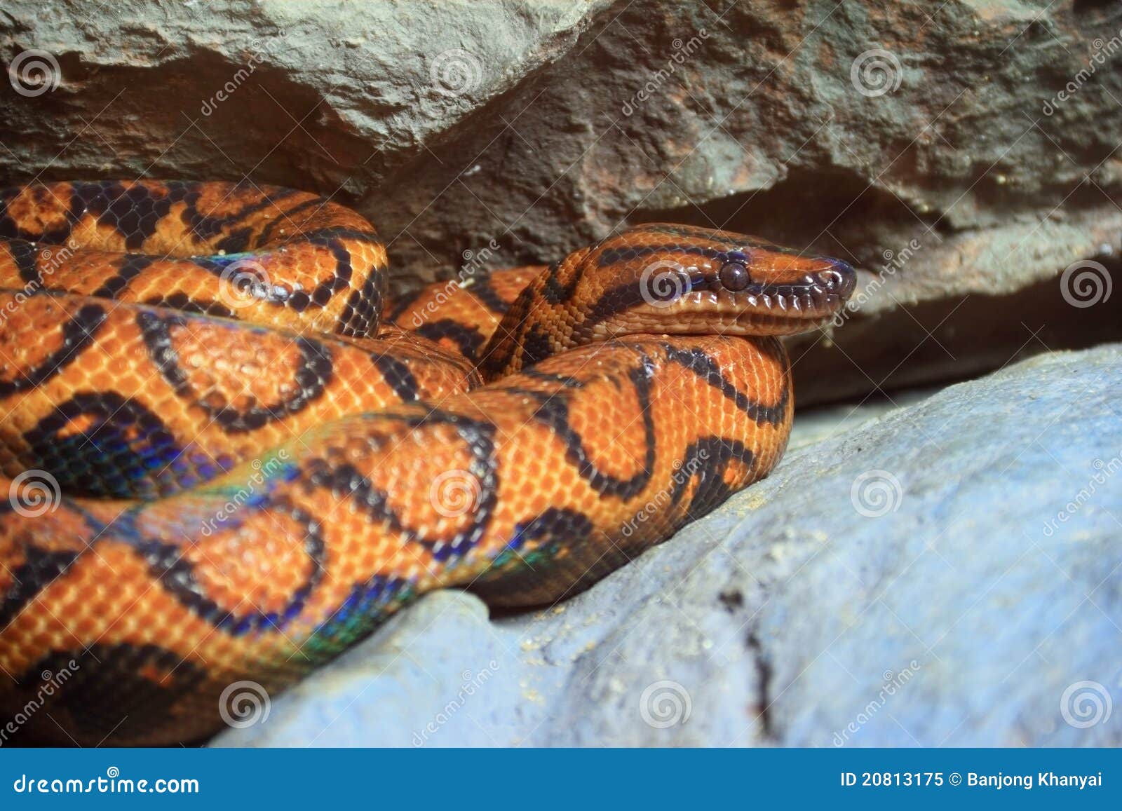 Closeup Snake stock image. Image of aggression, nature - 20813175
