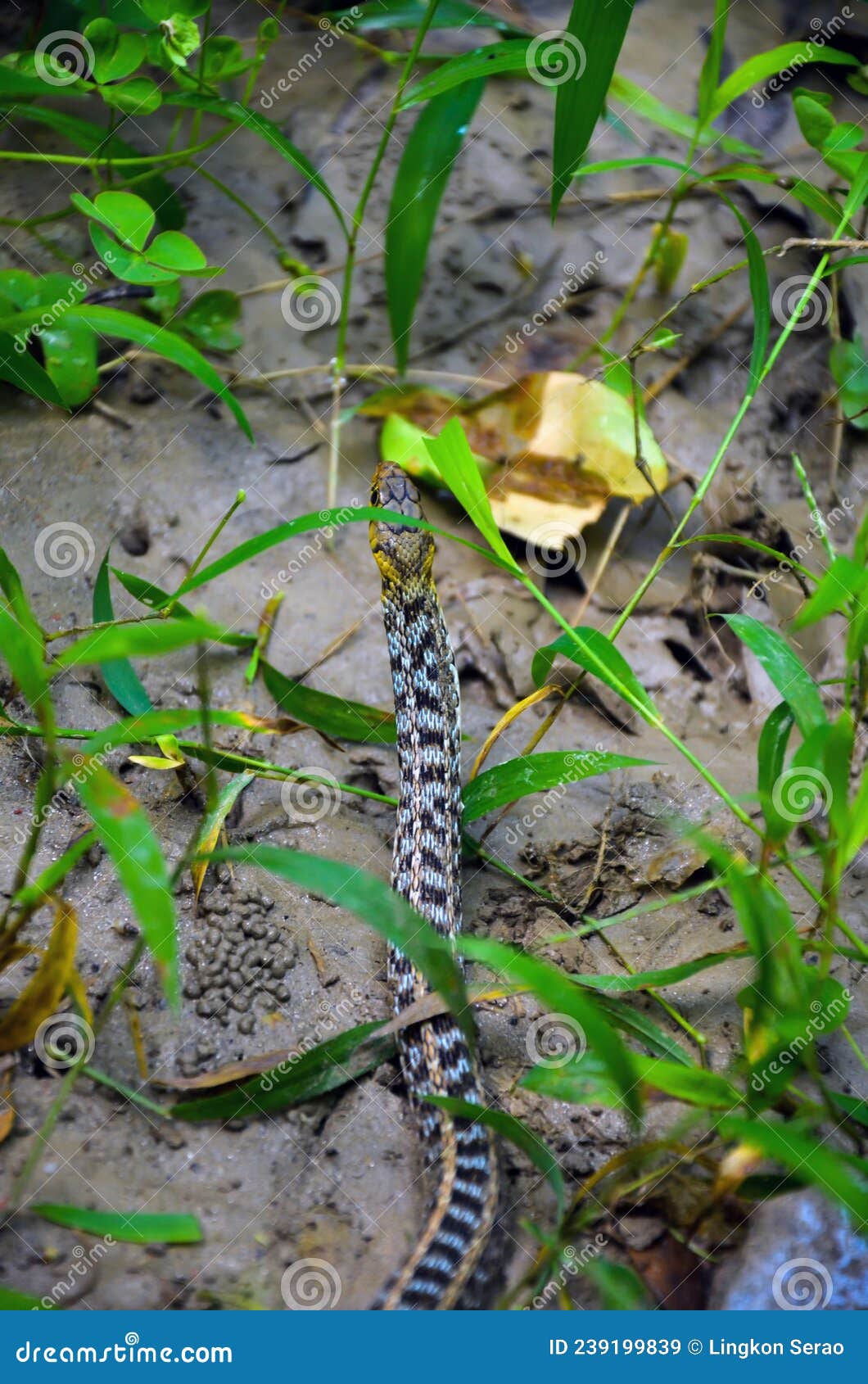 Closeup of a Snake Crawling on the Ground in the Jungle. Venomous Snake ...