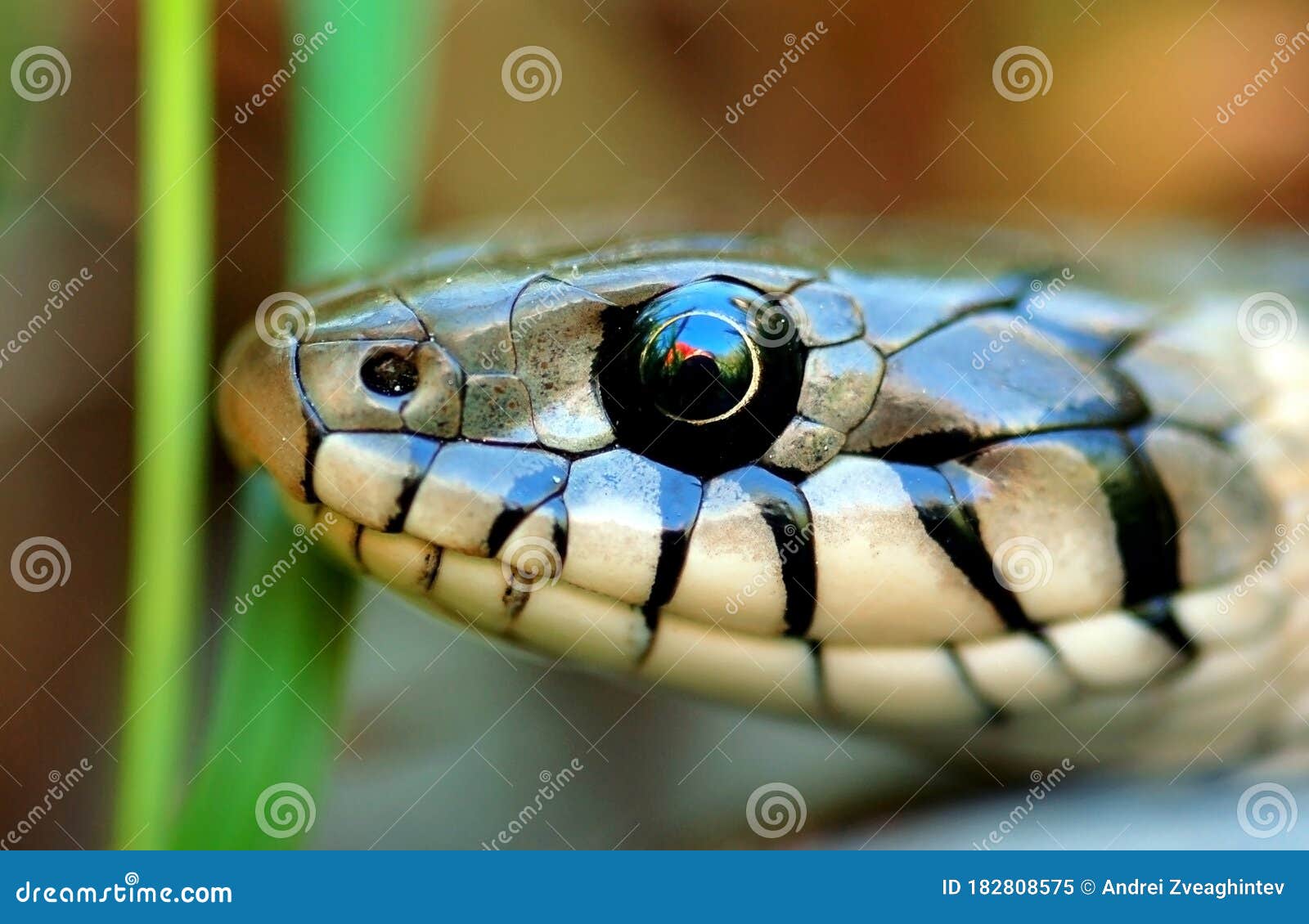 Closeup of snake head stock image. Image of tail, beauty - 182808575