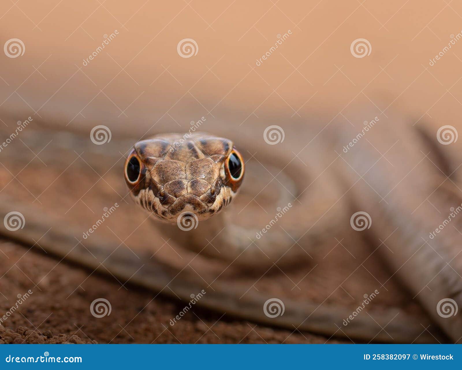 Closeup of a Snake Looking at the Camera in Morocco. Stock Image ...
