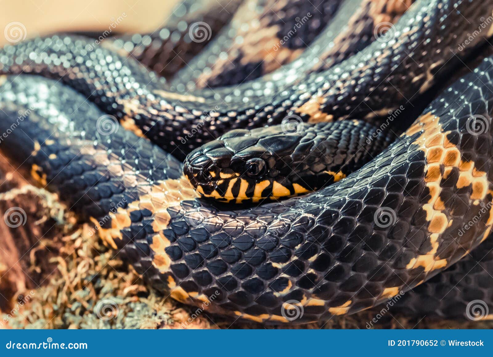 Closeup of a Snake Resting on Its Coils Stock Photo - Image of ...