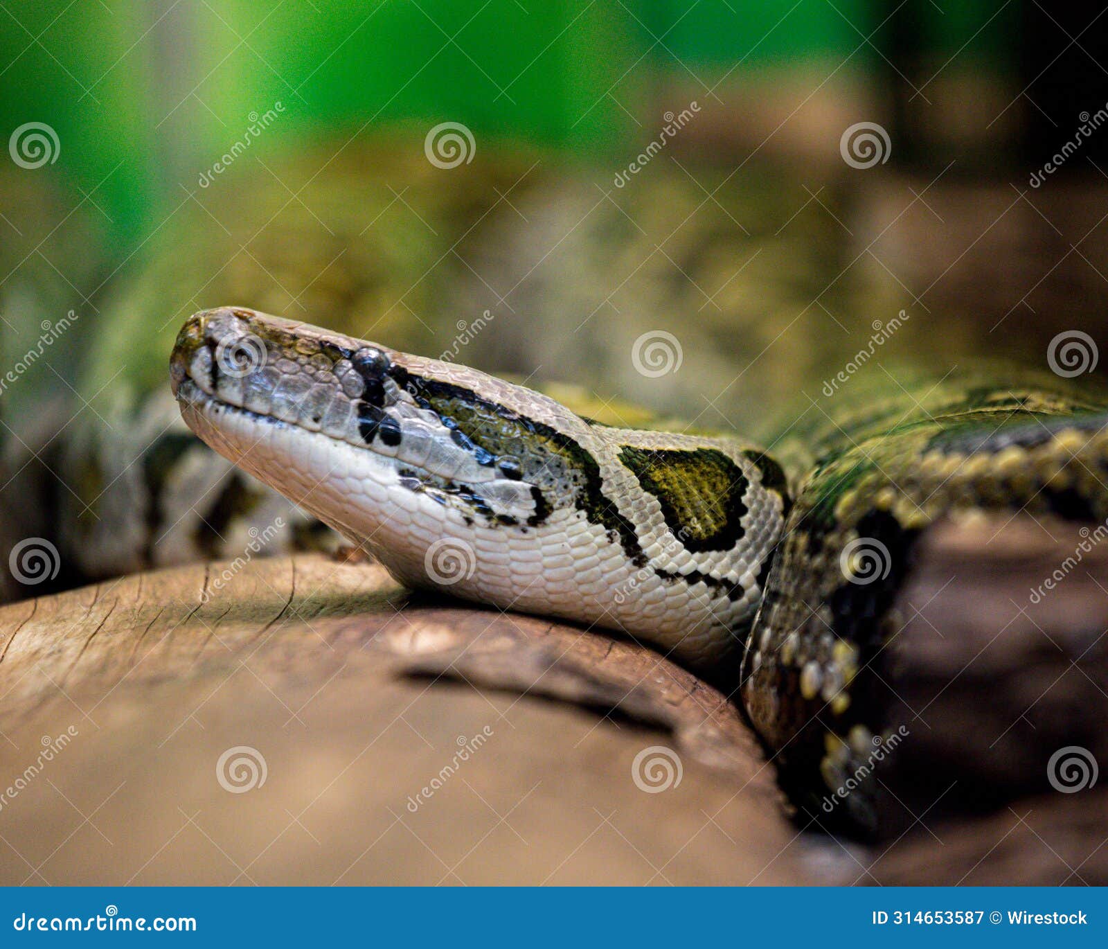 Closeup of a Snake Resting on a Log Stock Image - Image of predator ...