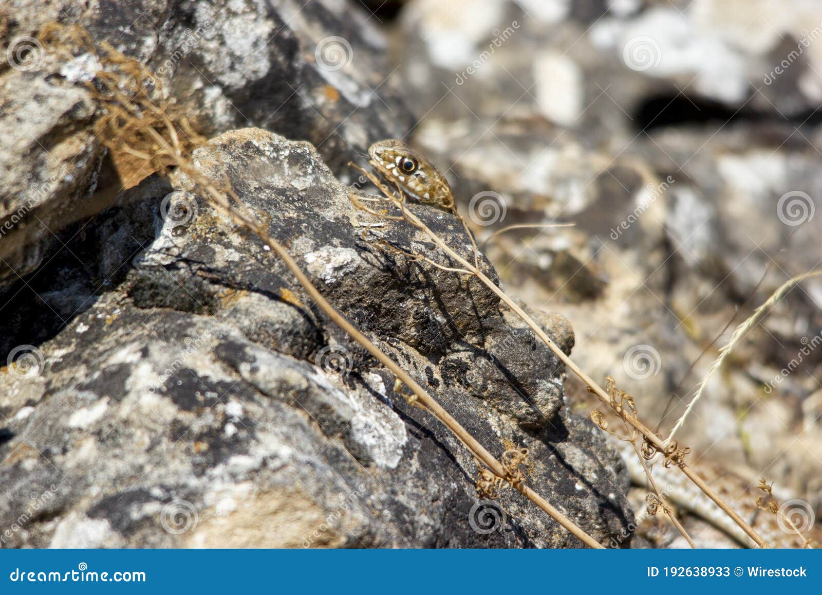 Closeup of a Snake between the Rocks Captured during the Daytime Stock ...