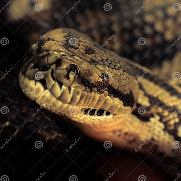 Closeup of a Snake S Head on a Dark Background Stock Illustration ...