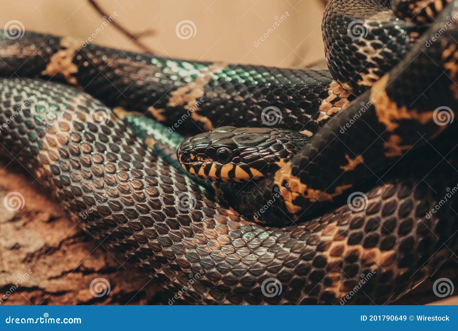 Closeup of a Snake Tangled in Its Winding Coils Stock Image - Image of ...