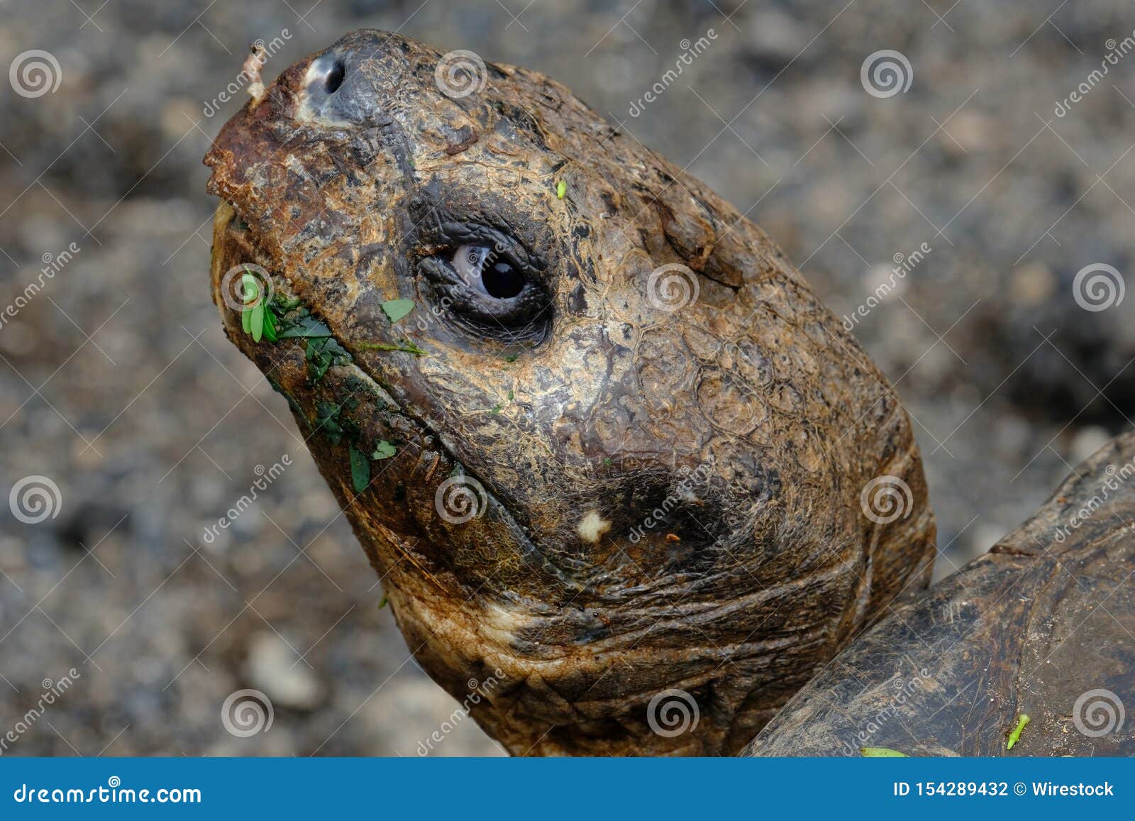 Closeup of a Snapping Turtle Head Looking at the Camera with Blurred ...