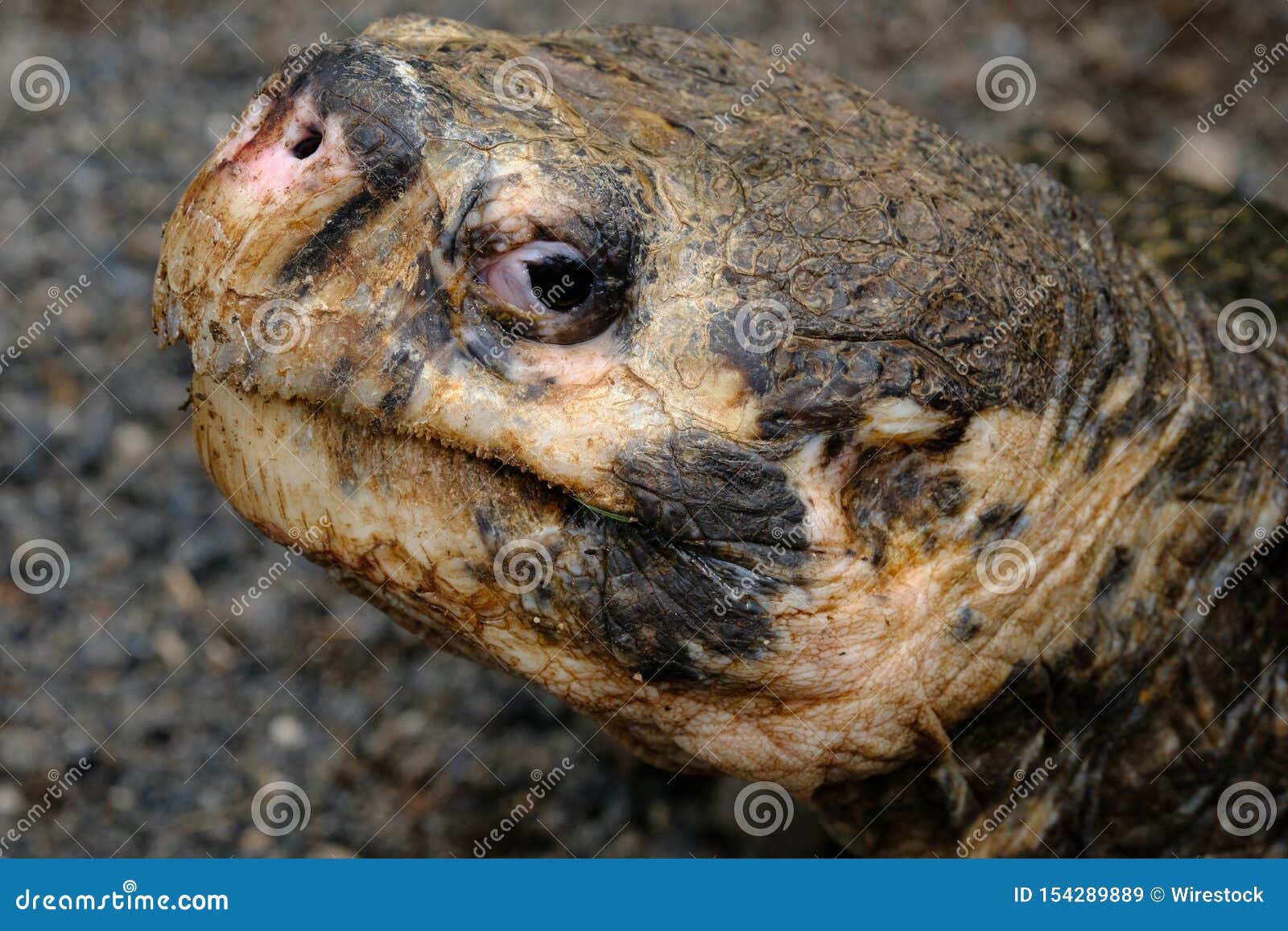 Closeup of Snapping Turtle Head Looking at the Camera with Blurred ...