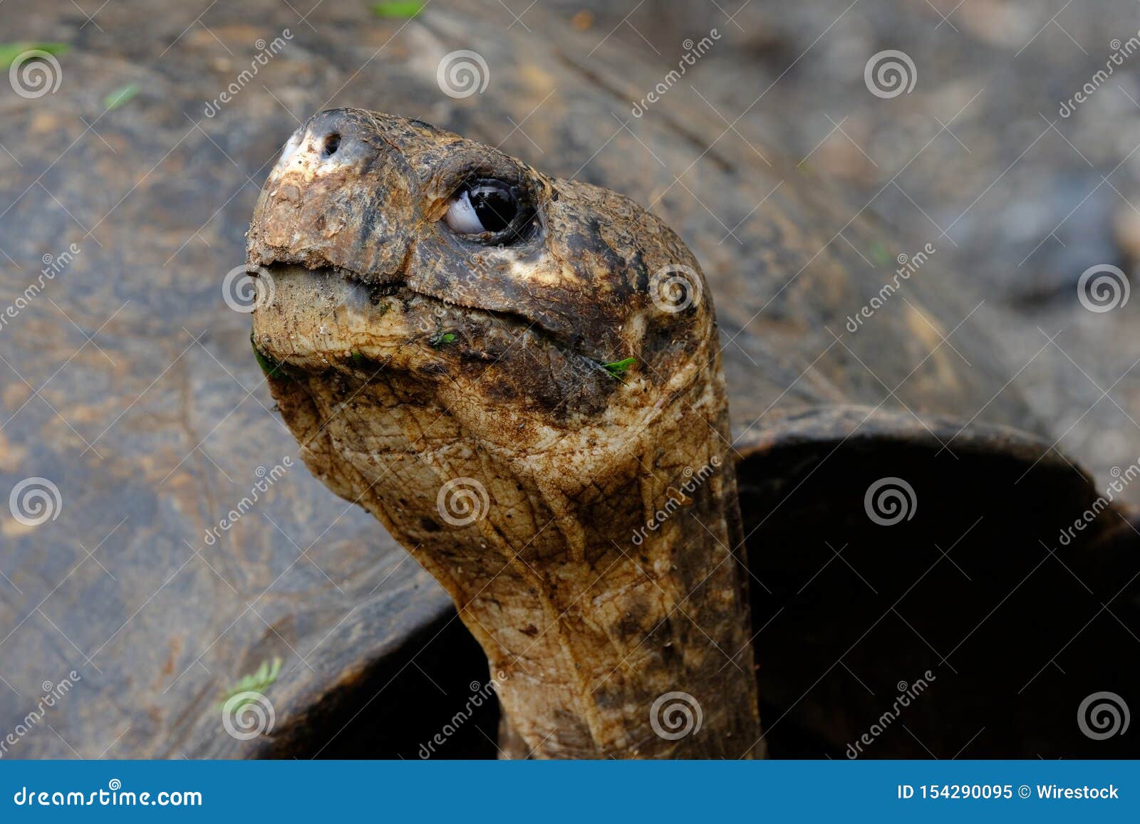 Closeup of a Snapping Turtle Head Looking at the Camera with Blurred ...
