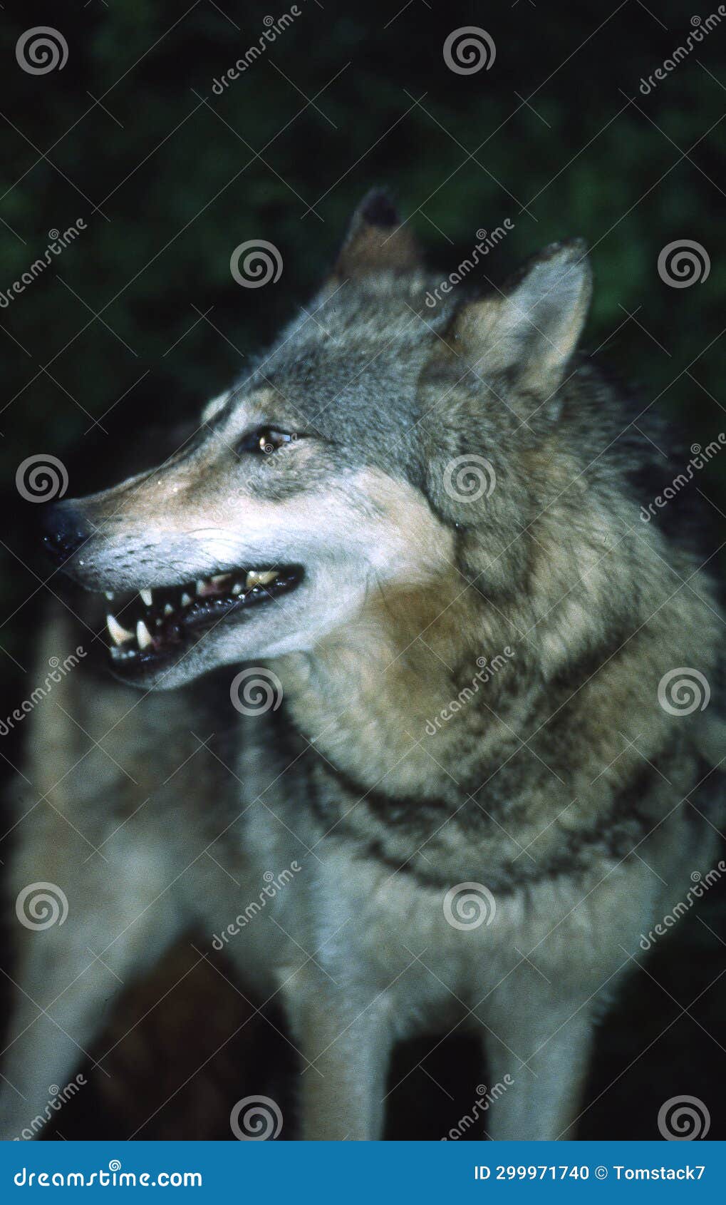 A Snarling Grey Wolf Bares Its Teeth. Stock Photo - Image of face, wolf ...