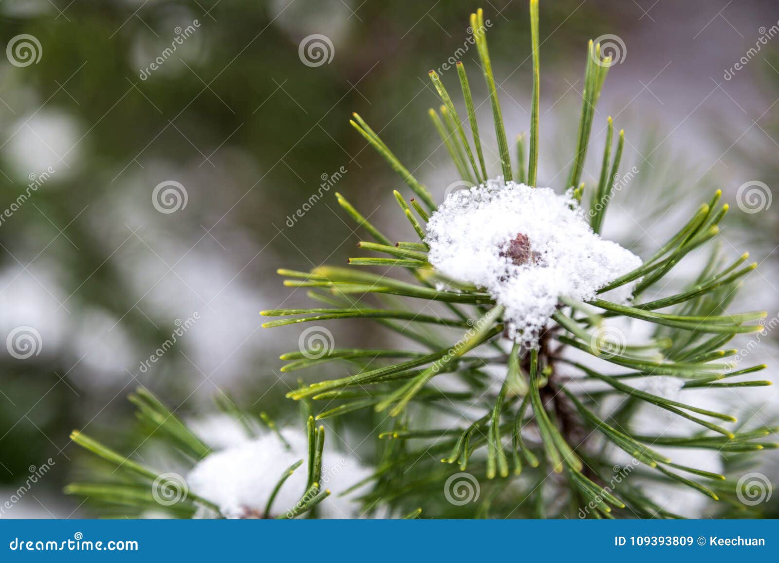 Closeup of Snow Flake on Spruce Pine Tree Leaf Stock Image - Image of ...